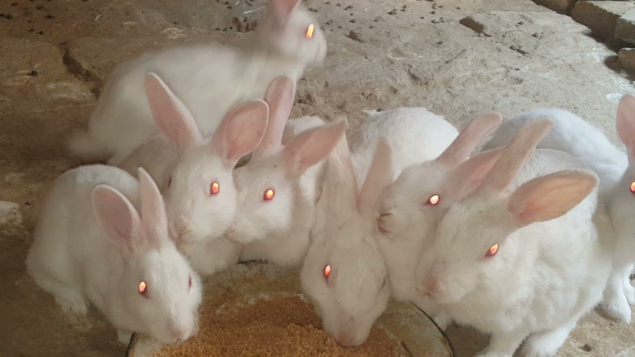 White Red Eyes Rabbit Available | Rabbit Looking for New Home | Mughees ...