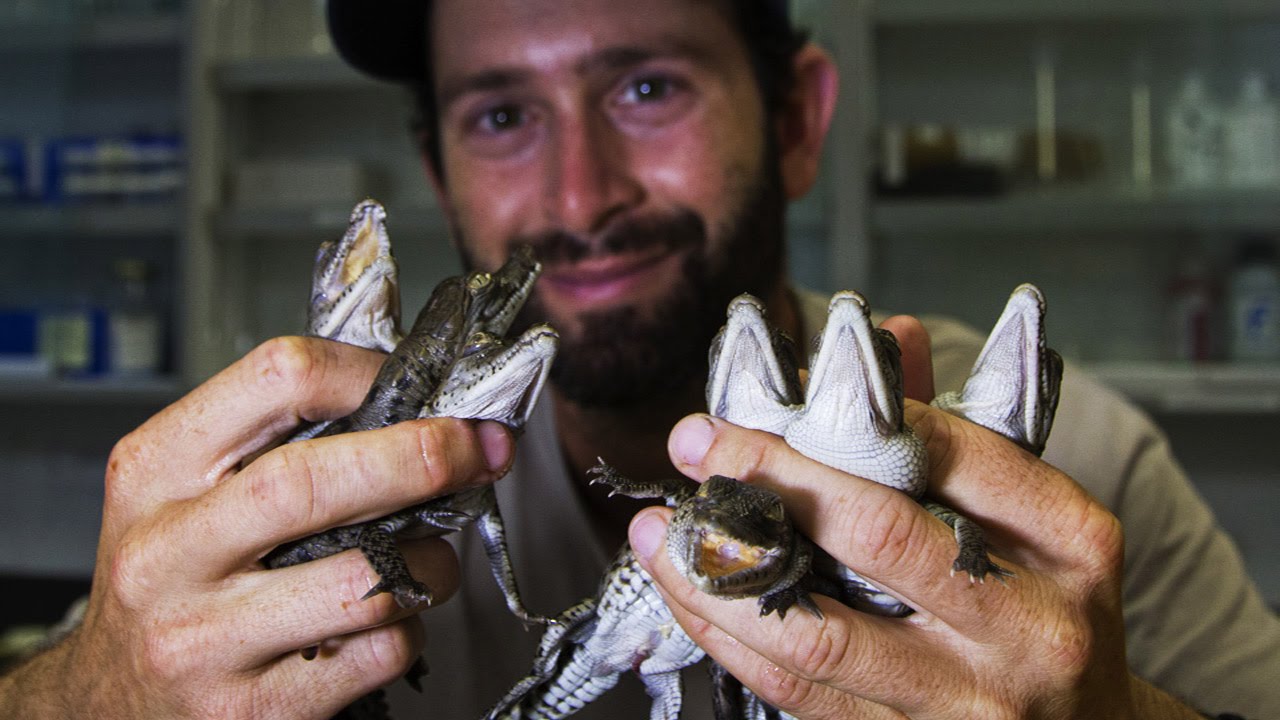 American Crocodiles nesting in a nuclear power plant - YouTube