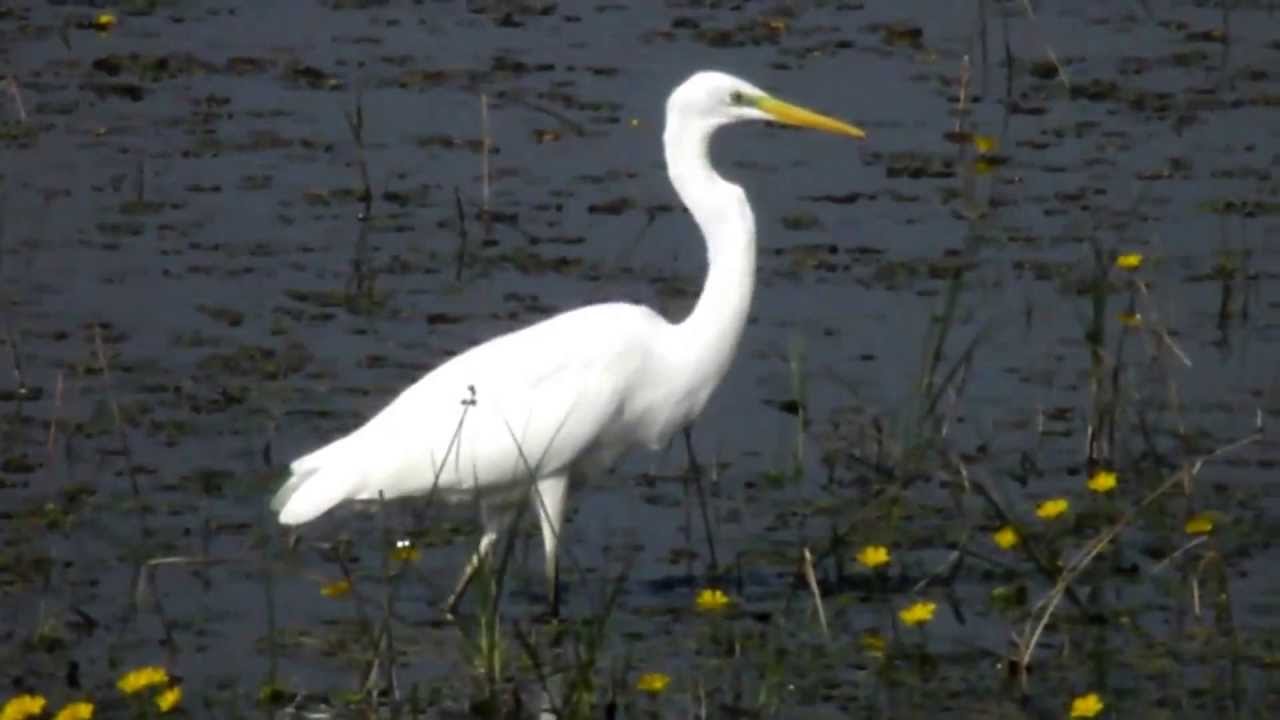 Egreta mare , Ardea alba, Great egret - YouTube