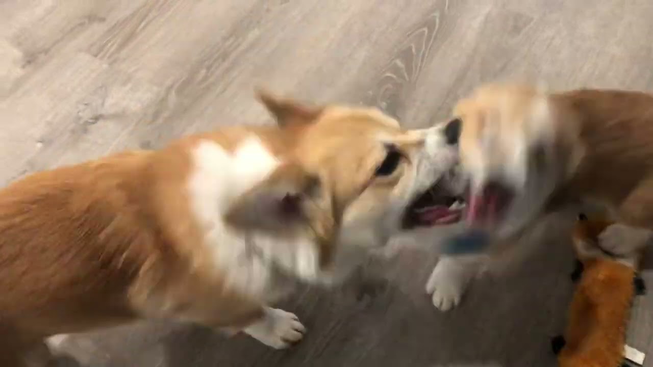 Fuji and 3 month old Corgi puppy Mika play fight (round 5) - YouTube