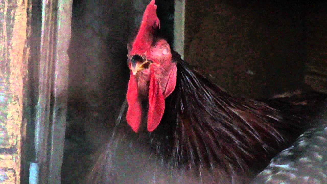 Snoring Rooster, Hairy Cow Ranch, Stratford, Ok - YouTube