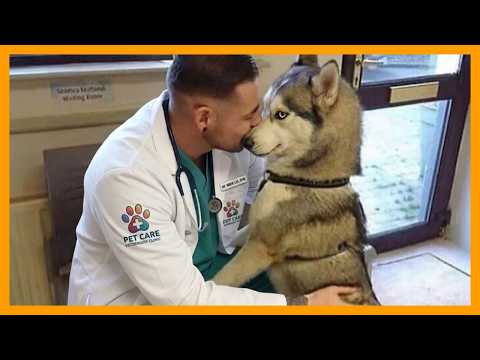 This Dog Has Crush On His Vet😍💘! Funny Dog Reaction at Vet