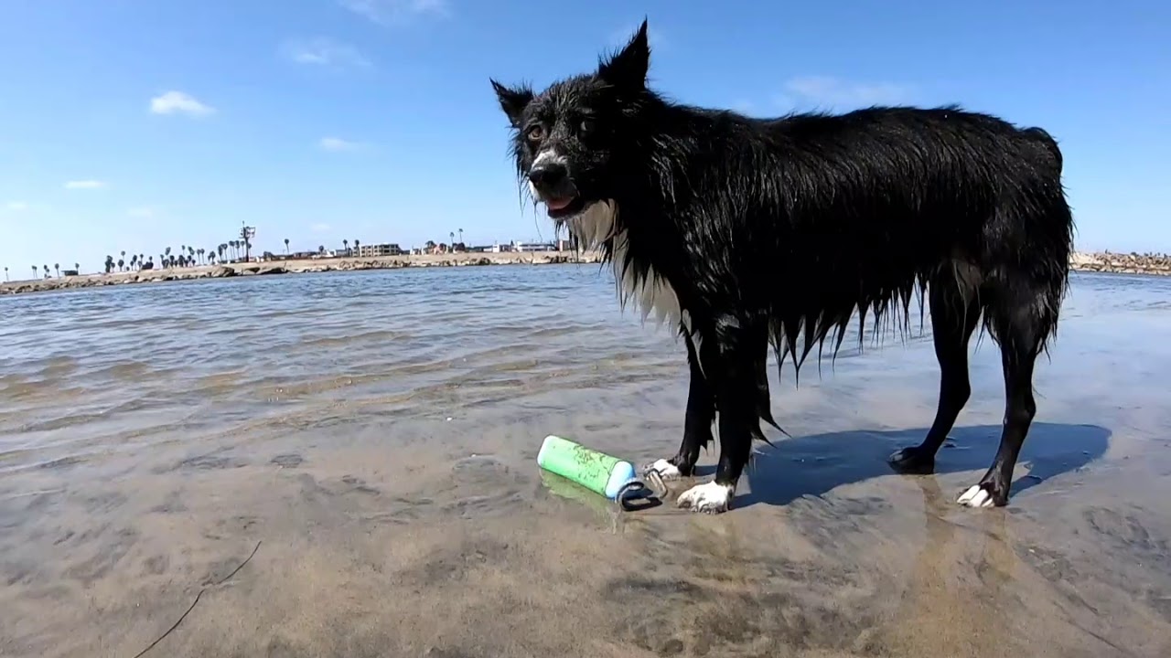 Ocean Beach Dog Beach - YouTube