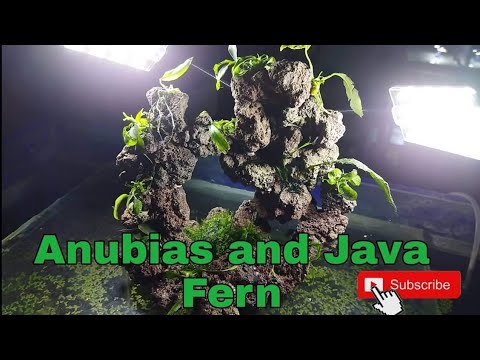 Anubias and Java Fern Glued to my Lava Rock Creation #anubias #lavarock ...