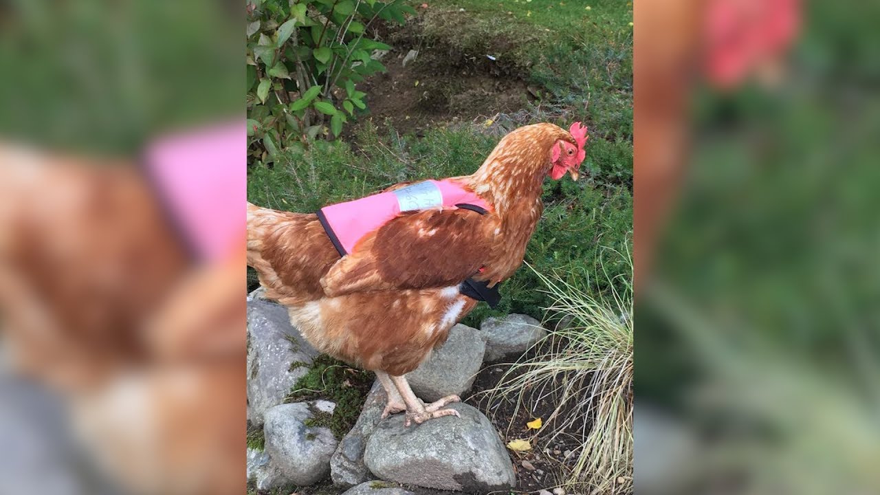 These Chickens Wear Reflective Vests To Protect Them When Crossing The ...