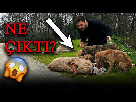 ORMANDA ÇUVALIN İÇİNDEN YAVRU KÖPEKLER ÇIKTI!