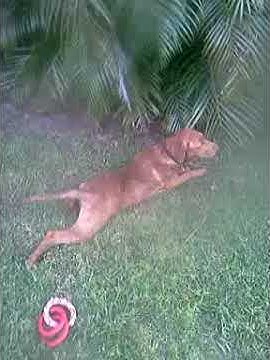 Herbert's dog from family guy - YouTube