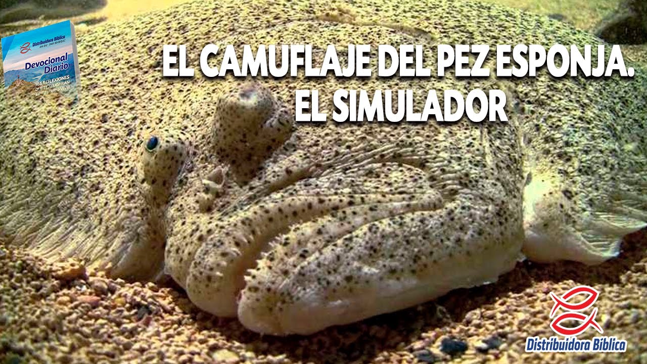 EL CAMUFLAJE DEL PEZ ESPONJA, EL SIMULADOR - YouTube