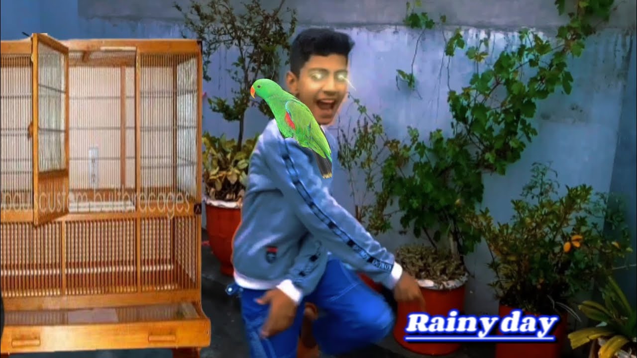 How to make wooden Cage at Home ||Extreme Aviary Living in a rainy day ...