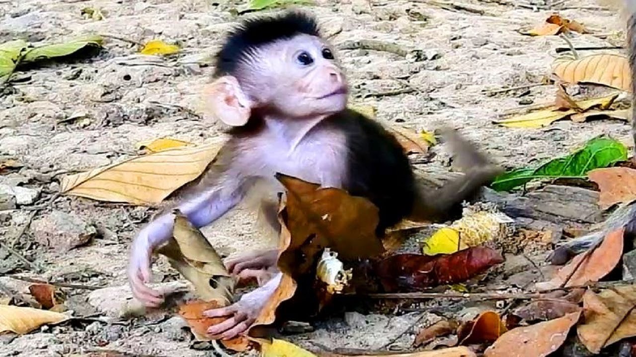 Wow Awesome Baby Sami!! So cut baby Sami try so hart to walk even mom ...