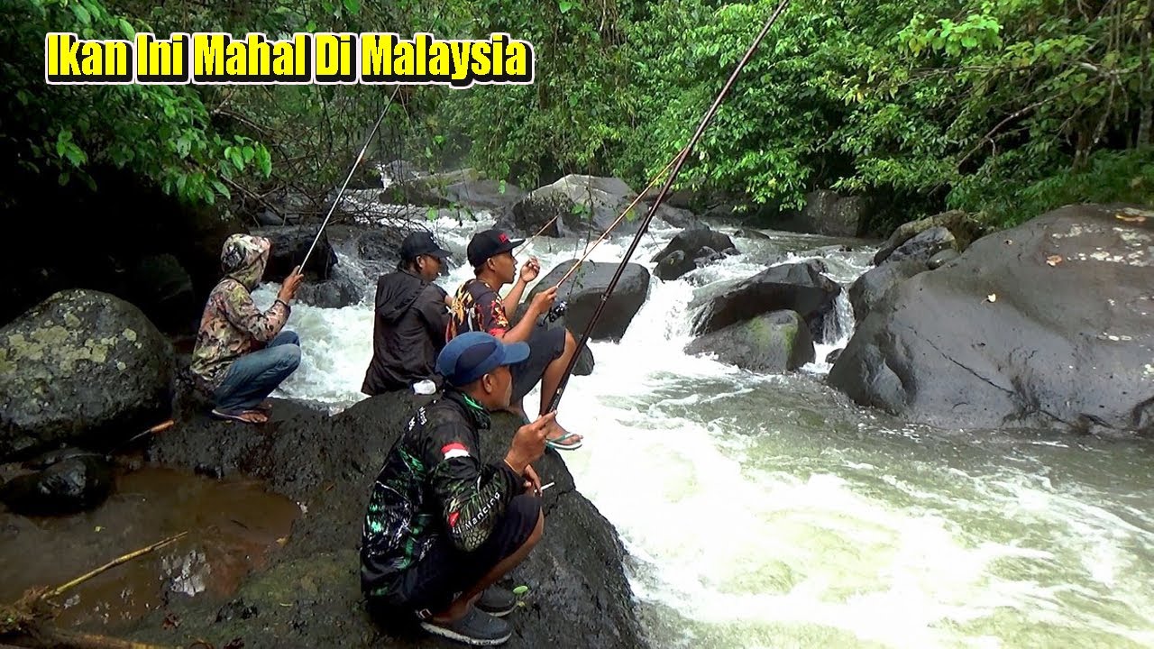Terbayar Sudah Mancing Di Sungai yang Ber Arus,,Kita Strike Strike Ikan ...