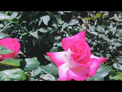 guller #trend qızılgül  qizilgul