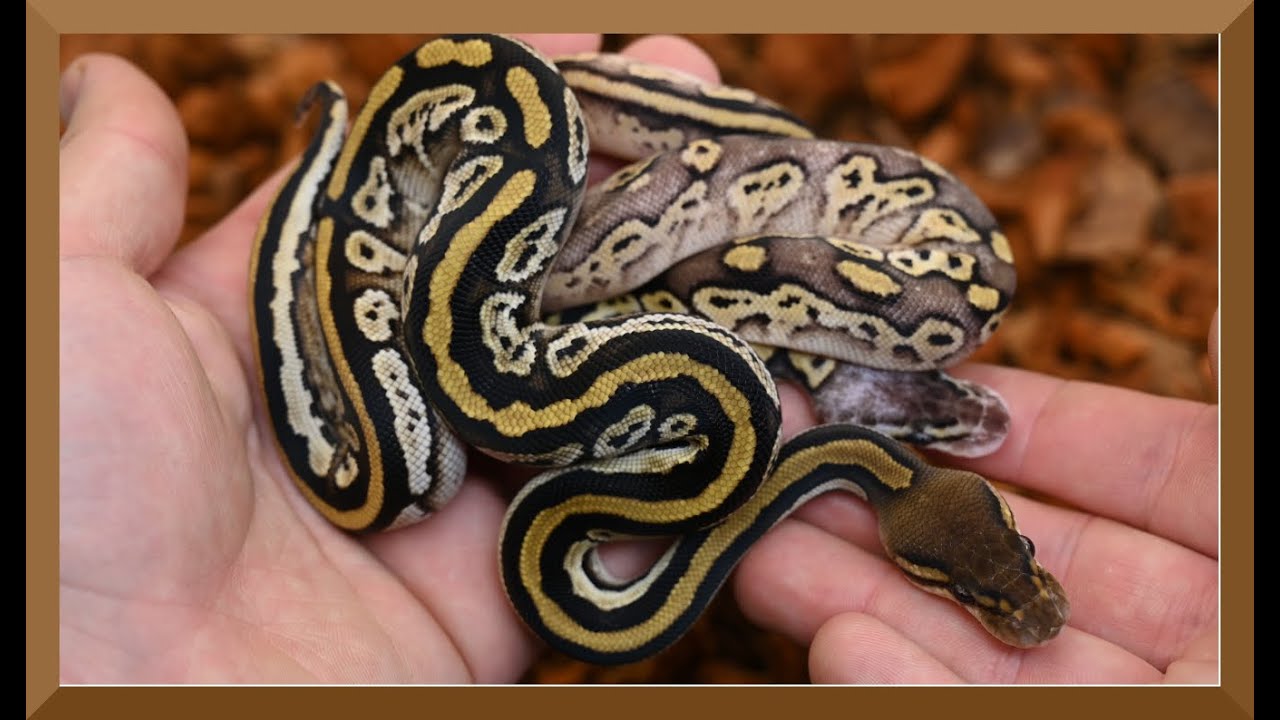 Flawless Holdbacks- The 2022 Cypress Bongo Clutch | Ball Python Egg Time-lapse and Baby Update ...