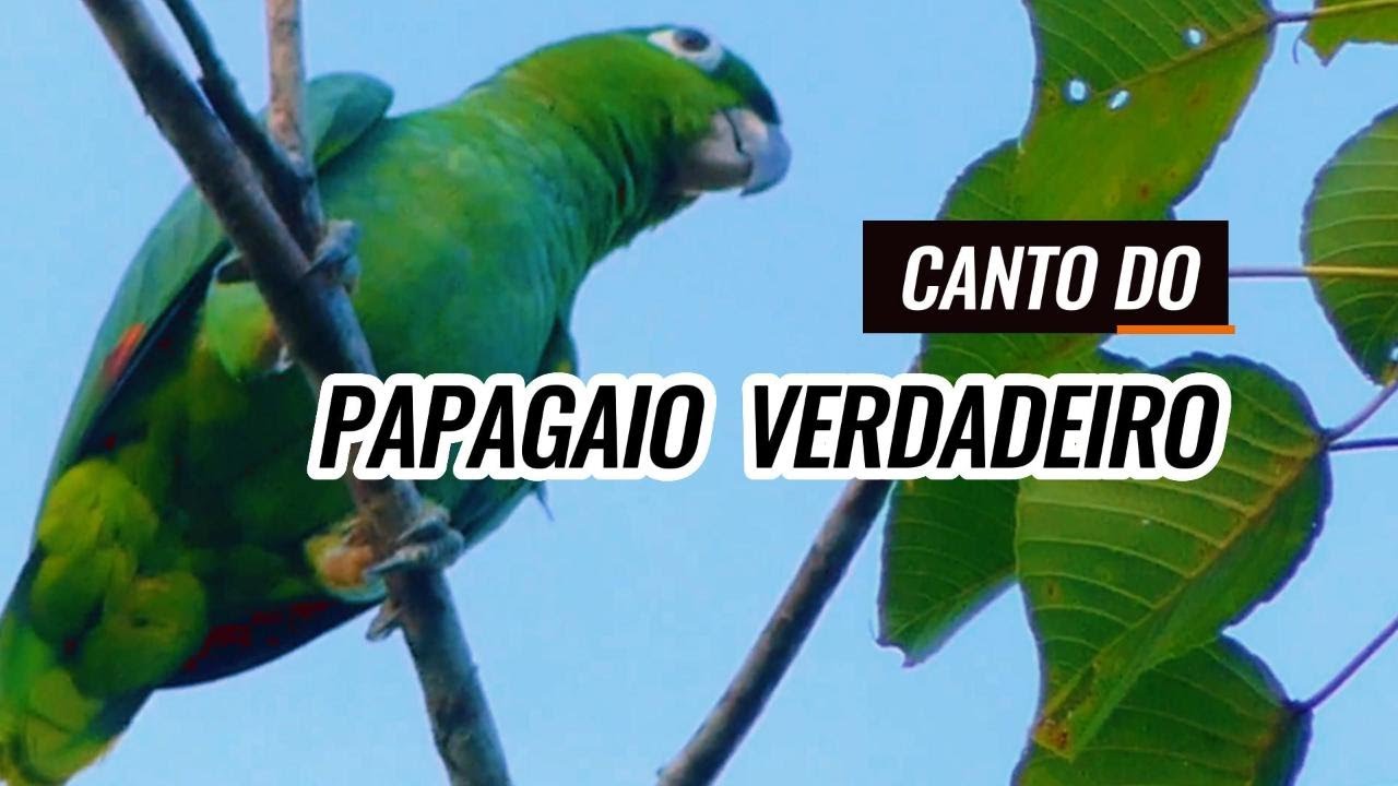 CANTO DO PAPAGAIO VERDADEIRO NA NATUREZA - YouTube