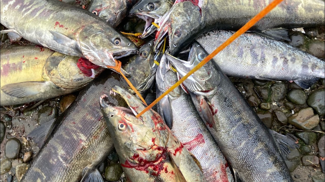 Chum salmon fishing in Hoodsport, Washington - YouTube
