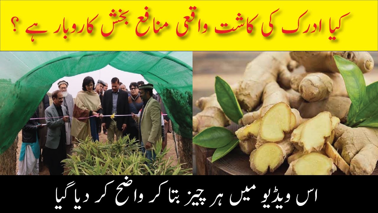How to grow Ginger || Ginger Farming in Pakistan || Adrak ki Kasht ...