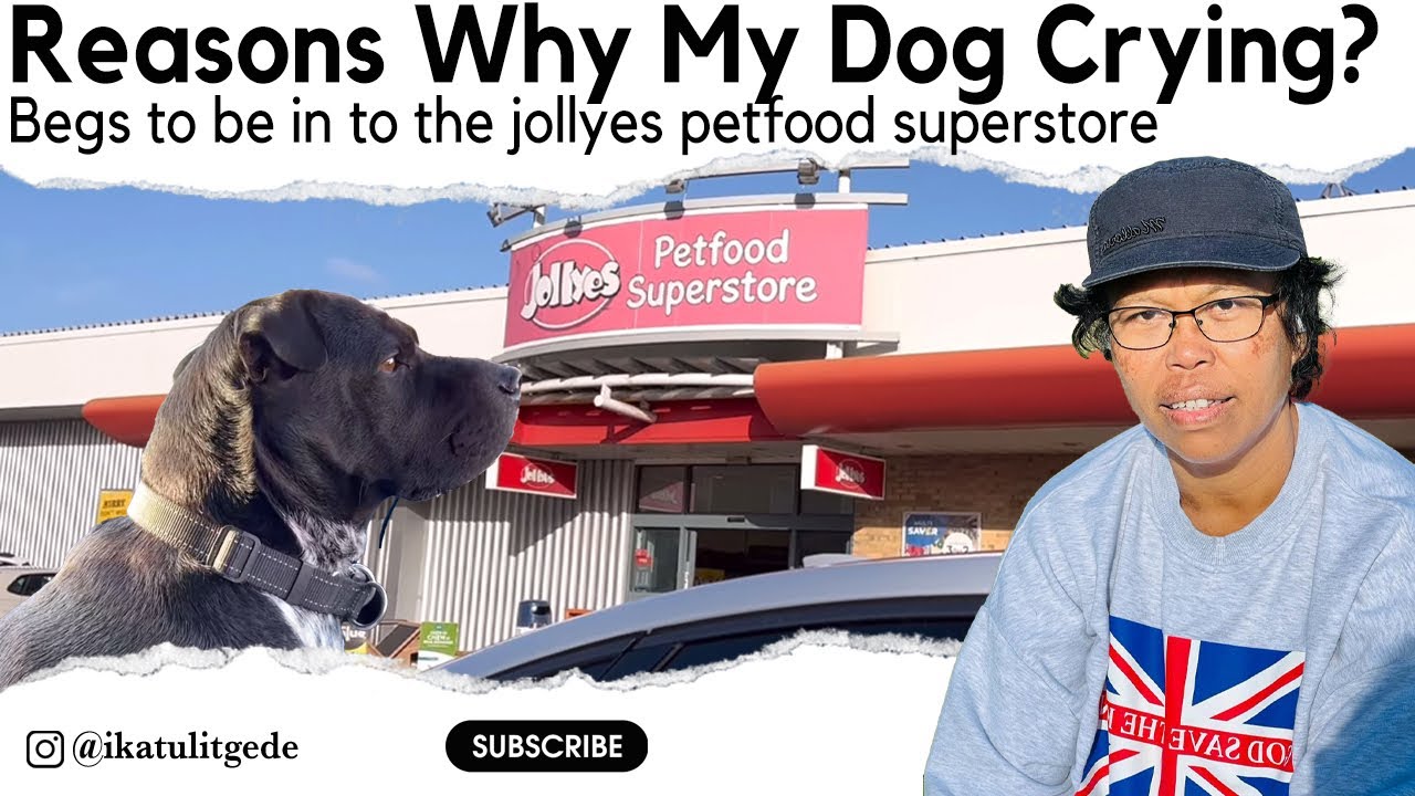 DOG REACTION WEIRD | REASONS WHY MY DOG CRYING? BEGS TO BE IN TO THE ...