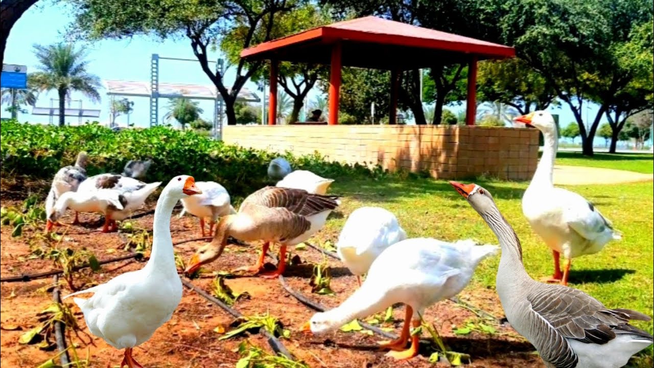 MALALAKI NA ANG ATING GANSA - GOOSE SA PARK - YouTube