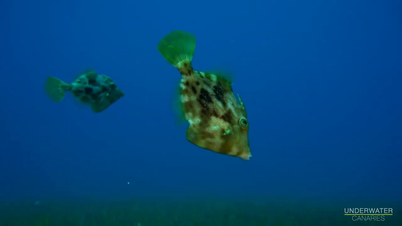 Underwater Canaries - Fish family in seagrass meadow - YouTube