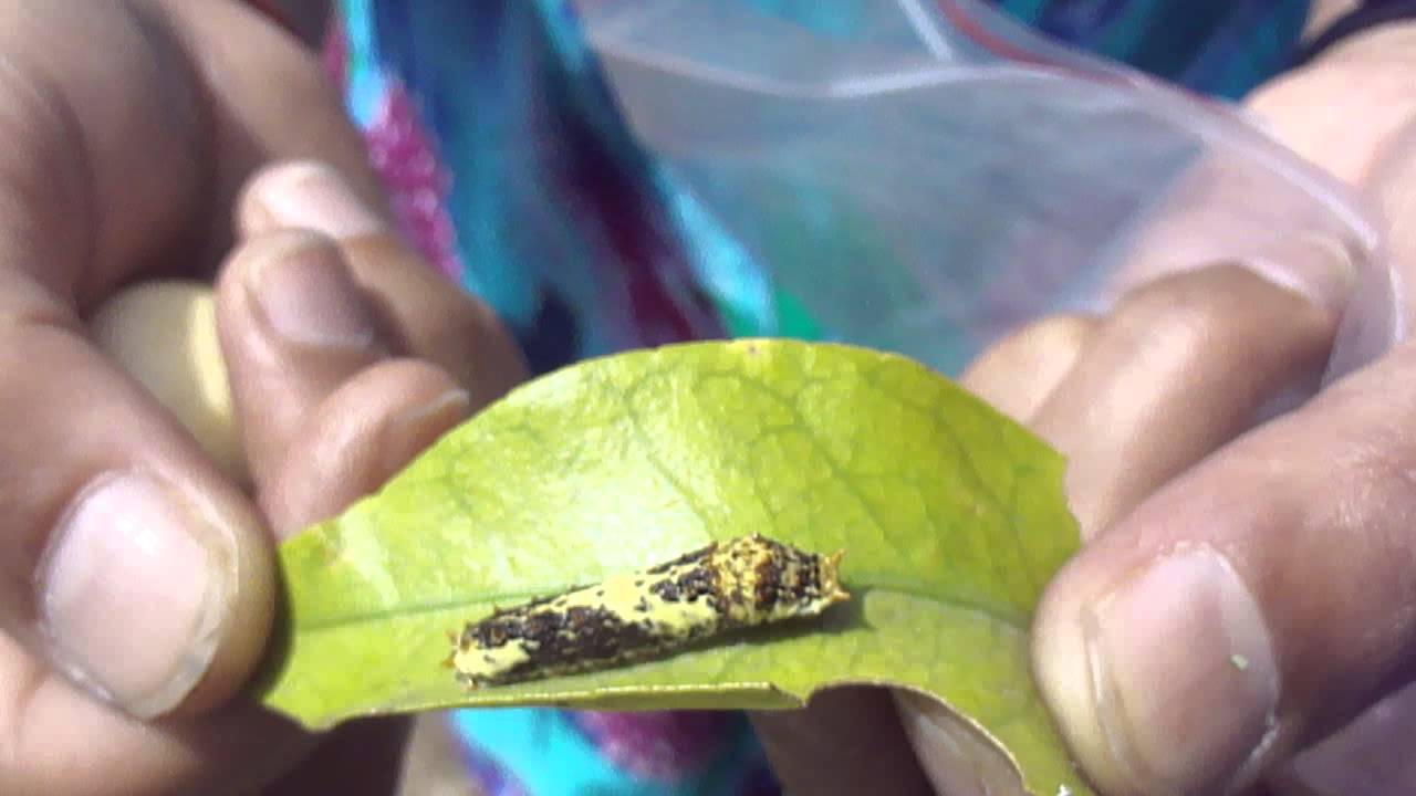 lemon butterfly larva 1 - YouTube