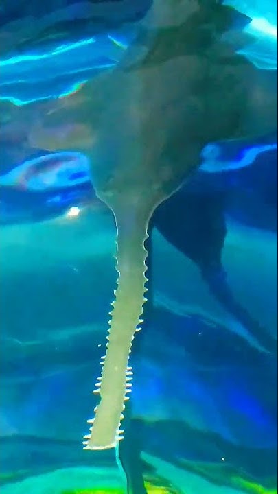 #sawfish - YouTube