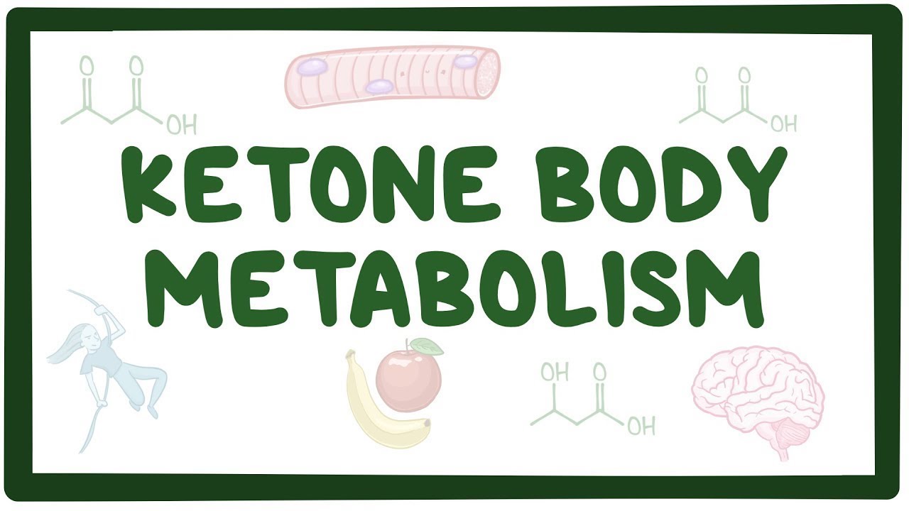 BIO Lipid Metabolism - Ketone Bodies - YouTube