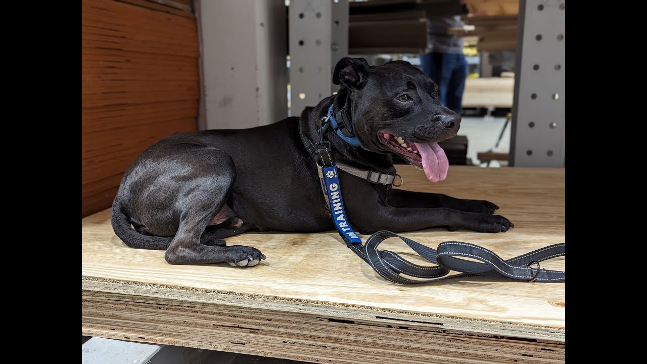 Boston Dog Trainers | Cooper, Lab/Mountain Cur Mix with Awesome ...