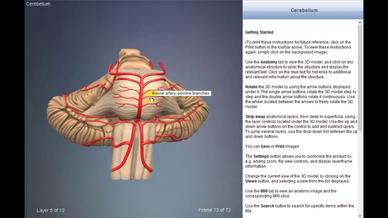 Basilar artery: pontine branches | Arteries of head and neck | 3D Human ...