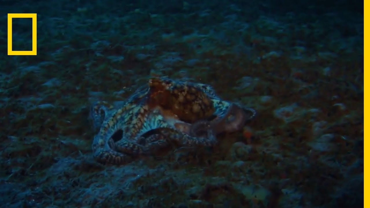 L'attaque de la squille multicolore - YouTube