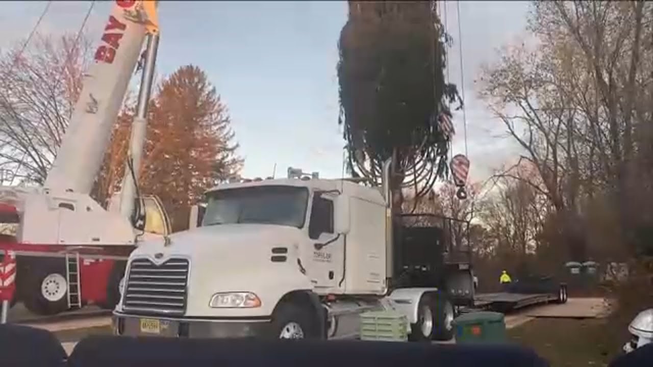 Rockefeller tree cut, ready to be set up on Saturday - YouTube