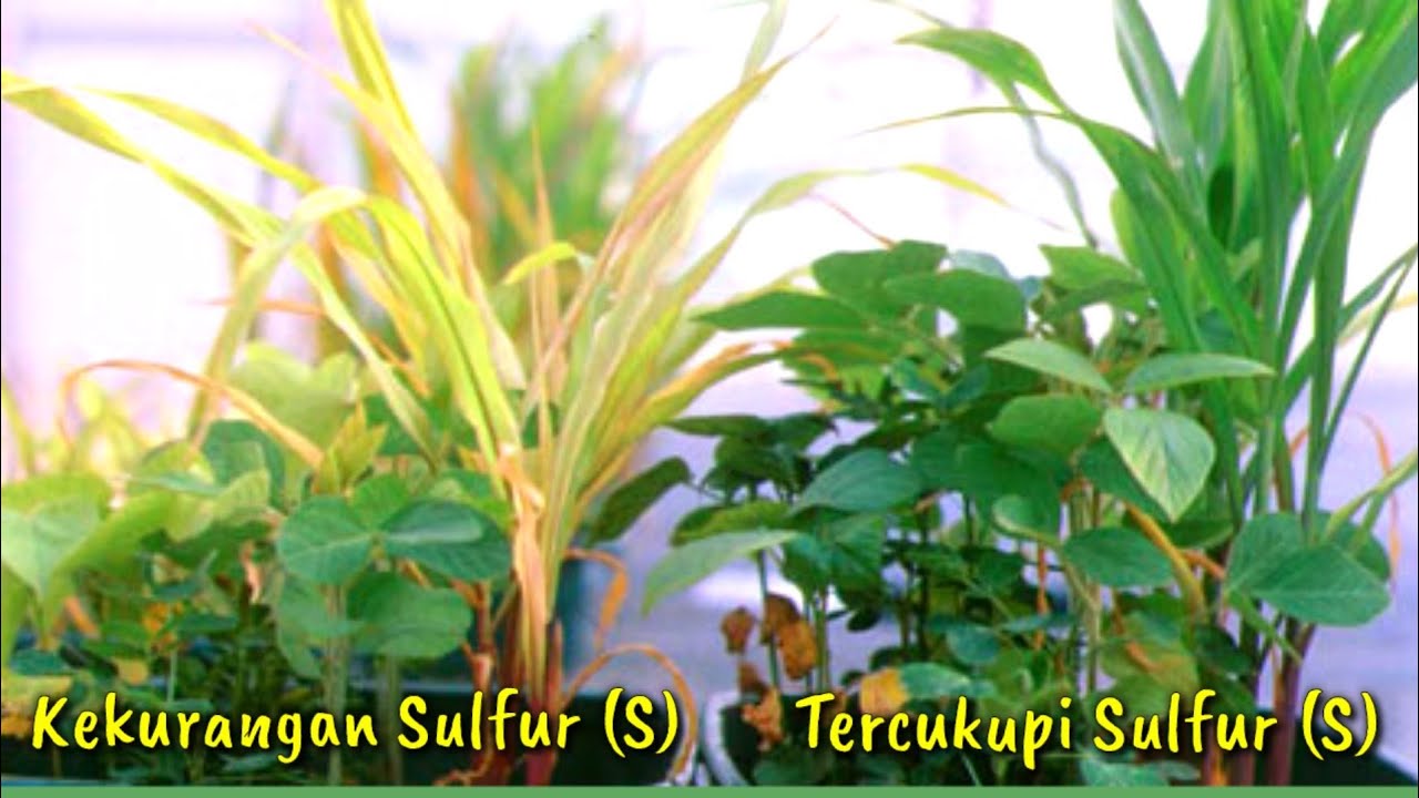Ciri-ciri Tanaman Kekurangan Unsur Hara Sulfur/Blerang (S) | Dampak ...