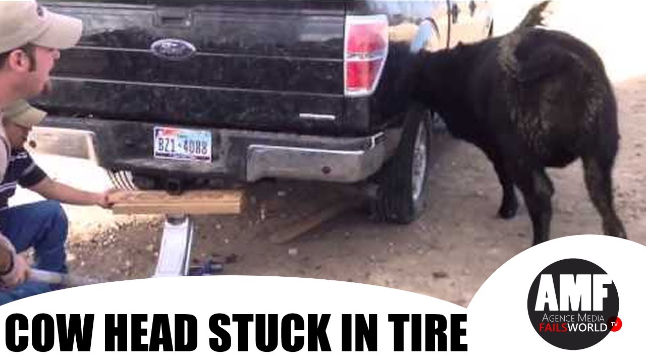Cow Head Stuck In Tire - YouTube