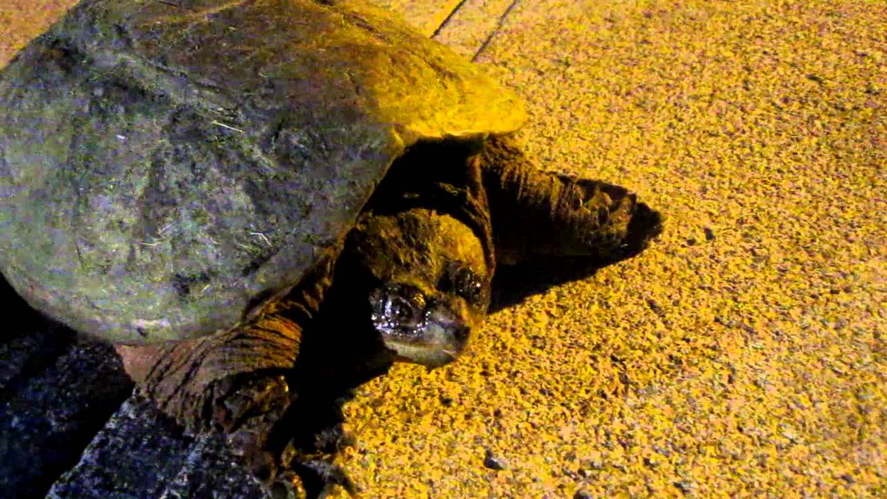 cute snapping turtle isn't so cute - YouTube