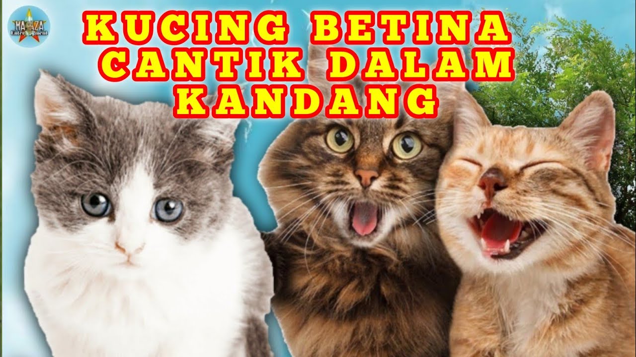KUCING MEONG MEONG‼️CUTE KITTEN GIRL ‼️ CAT SOUNDS MEOW MEOW - YouTube