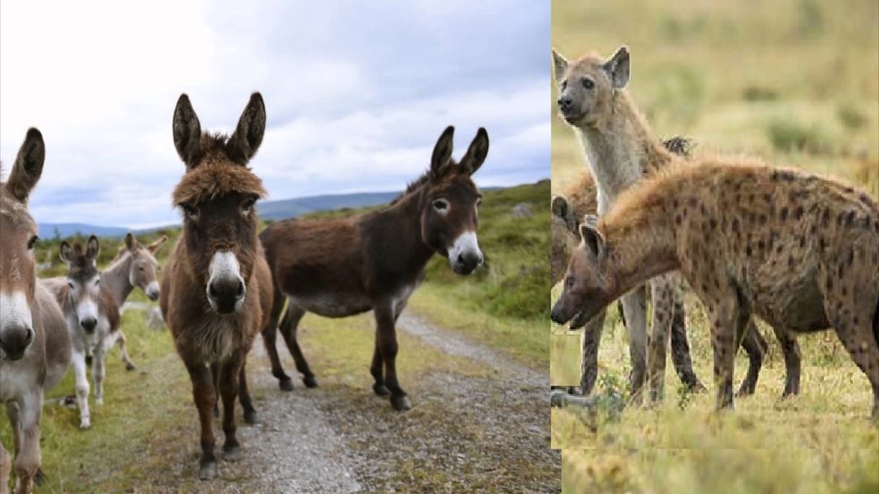 Warabessa fi harree - YouTube