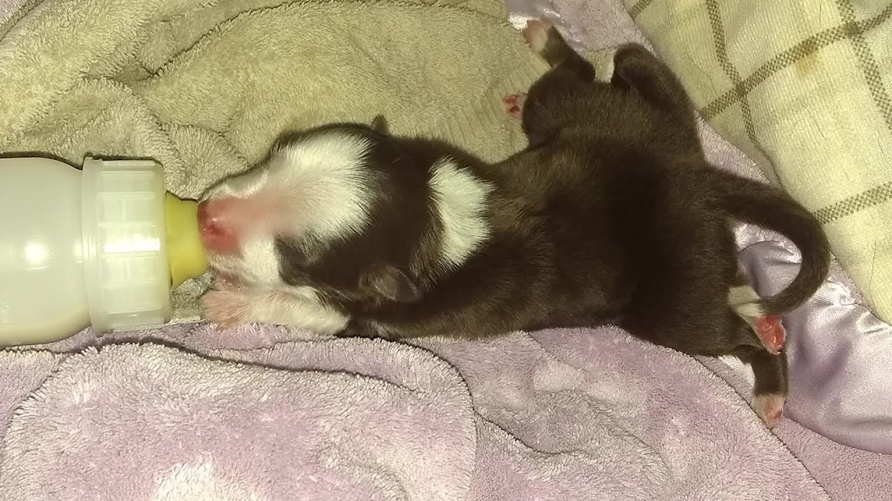 'Miracle' puppy with two tails and six legs born during record-breaking ...