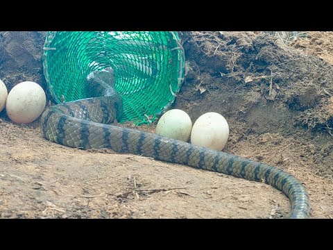 Using only plastic netting to make a long cage trap for snakes in the ...