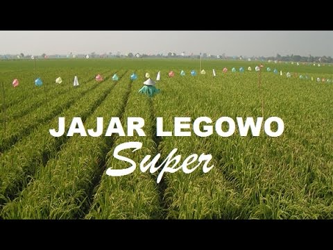 Cara Menanam Padi Sistem Jajar Legowo Super - YouTube