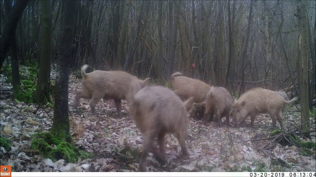 Wildlife in the woods March 2019 - boar, fox, badger - YouTube