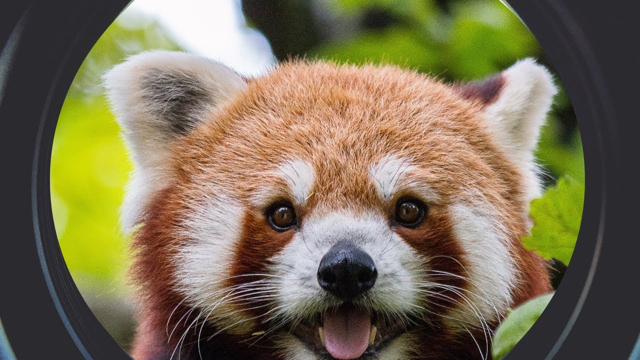 red panda Adventure - YouTube