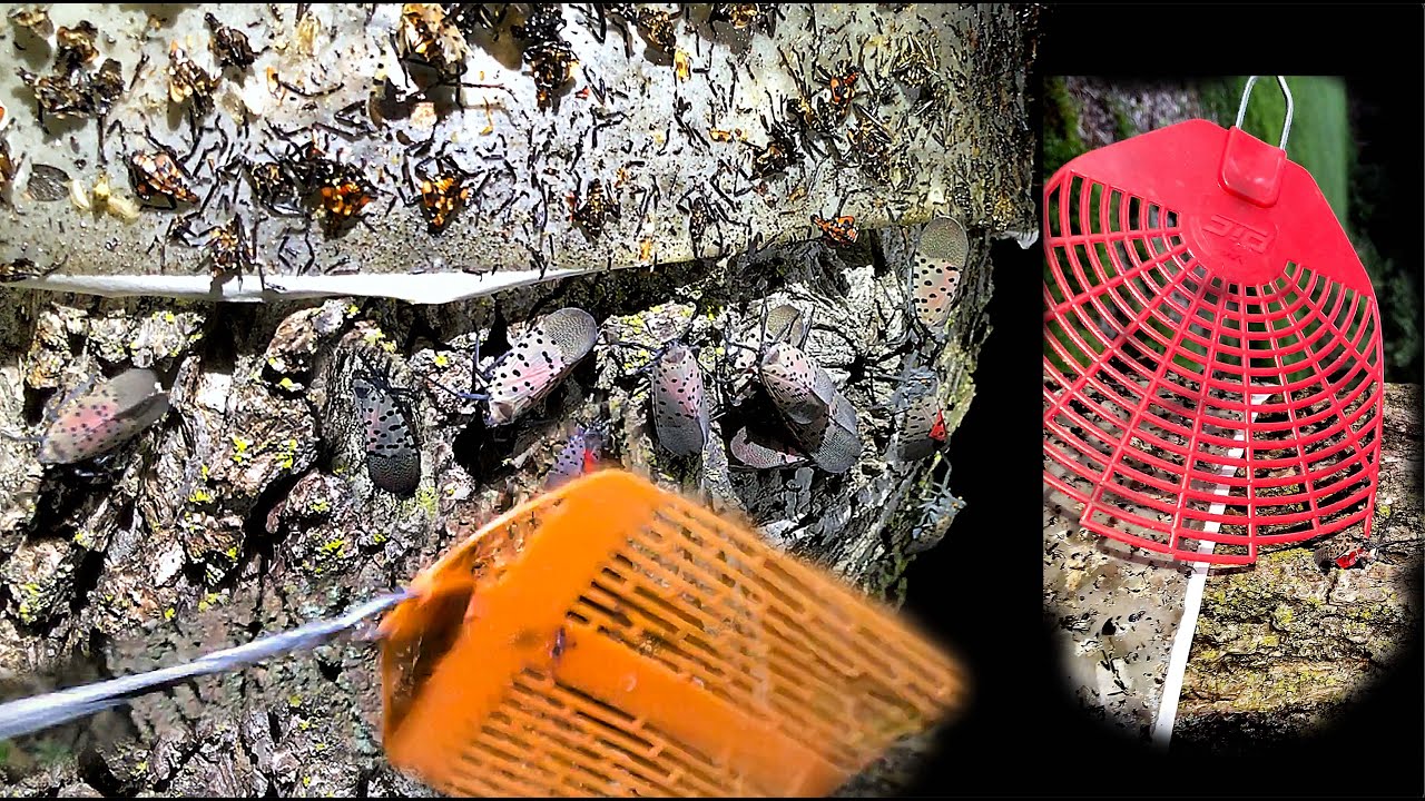 Let's See Some Spotted Lanternfly Slaughter by Flyswatter - YouTube