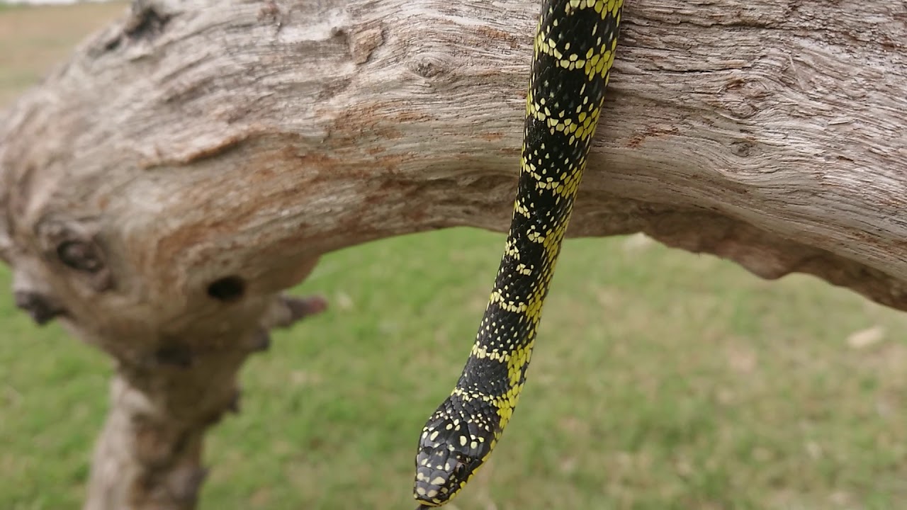 Culebra verde y negra (Erythrolamprus poecilogyrus) - YouTube