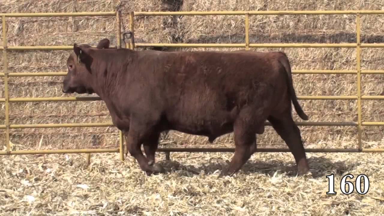 Beckton Red Angus 2014 Sale Lot 160 - YouTube