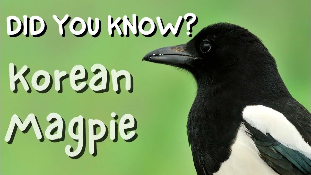Korean Magpie | Best Learning Video For Kids kids Learning Video | Did ...