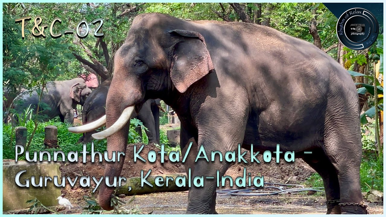 Tradition & Culture -02 | Guruvayur Anakkotta (Elephant Fort ...