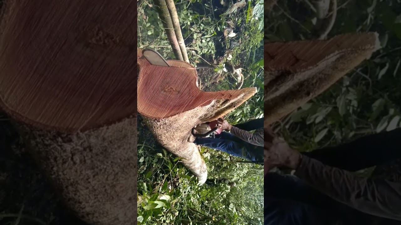 Kayu bayur - YouTube