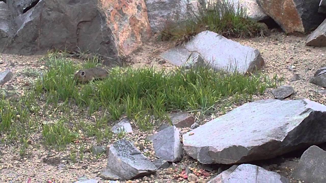 A pika gathering grass/hay for winter on Mount Rainier - YouTube