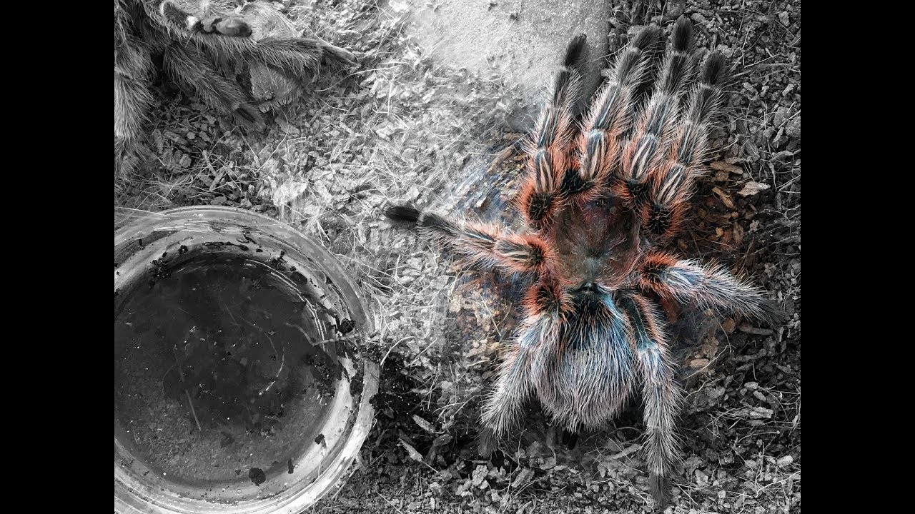 Chilean rose tarantula molting in fast motion - YouTube