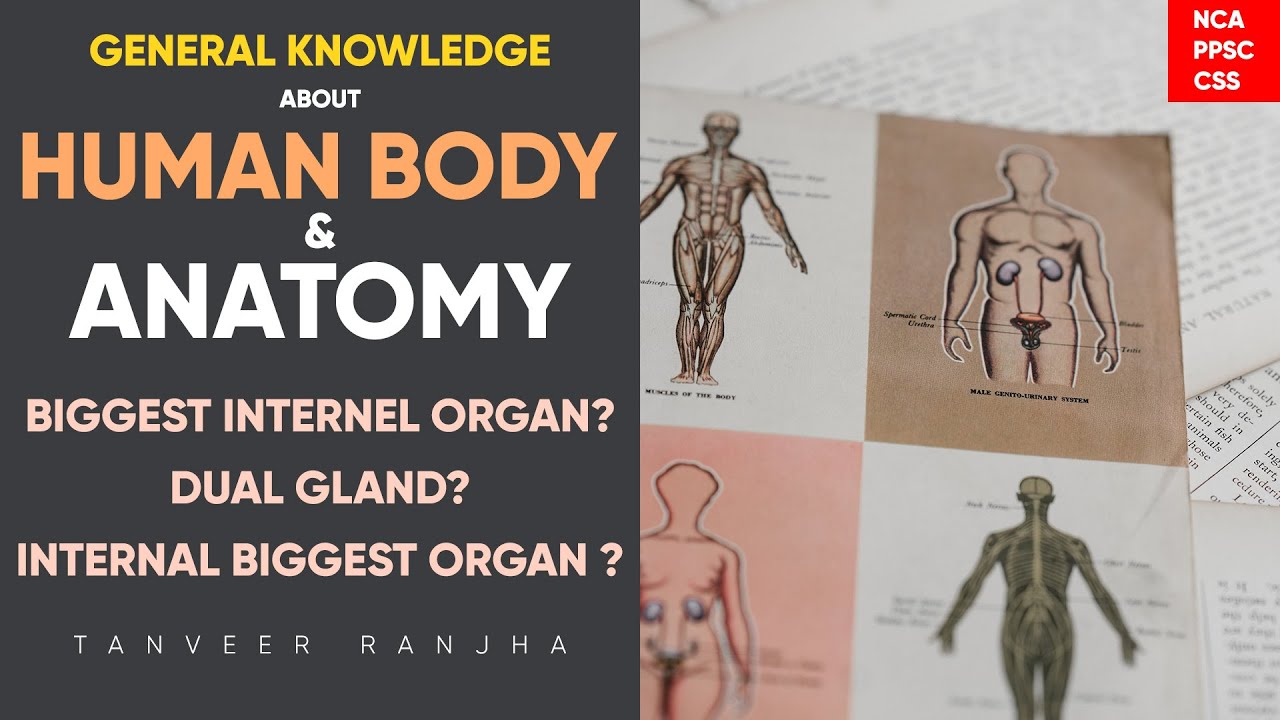 GK About Human Body Smallest Biggest Organs, Systems, Structure ...