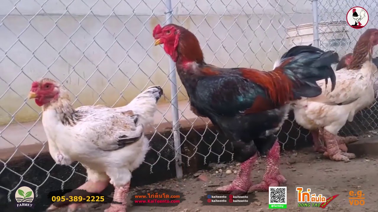 ไก่ตีนโต Dong Tao (Dragon Chickens) EP05 - YouTube